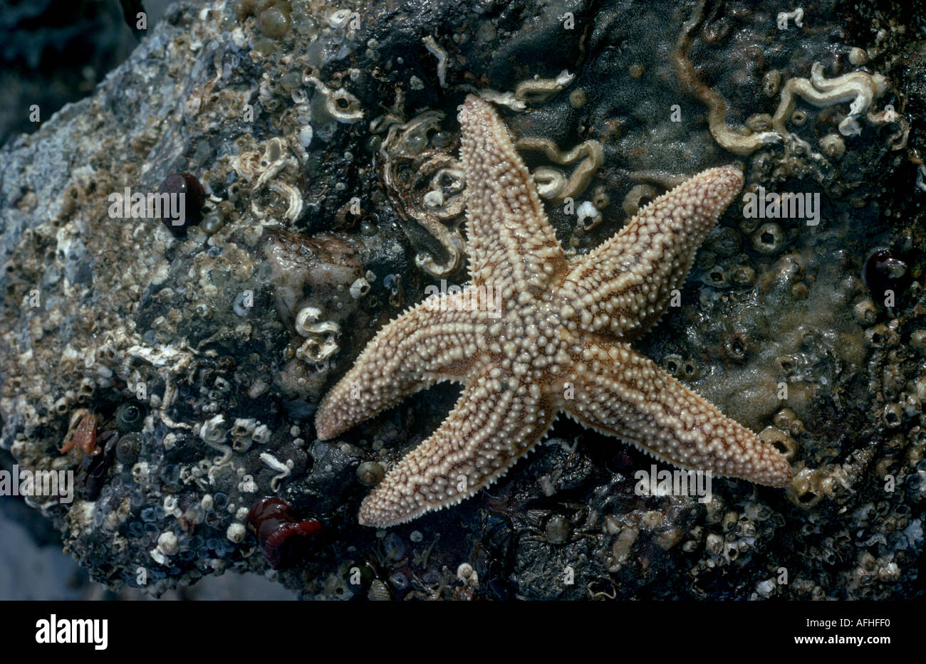 Common starfish on rock Asterias rubens Stock Photo - Alamy