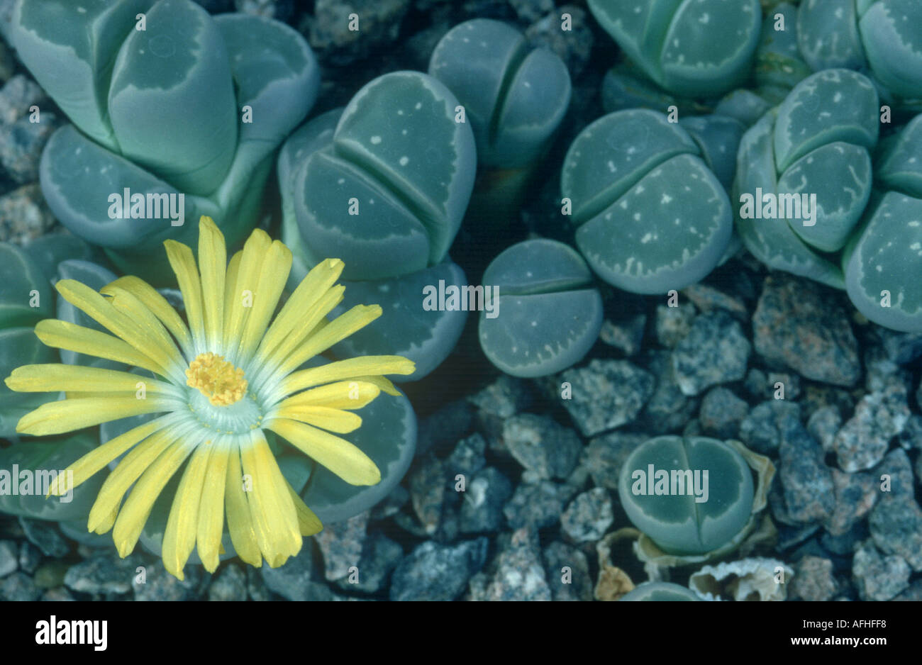 Stone plant flowering Stock Photo - Alamy