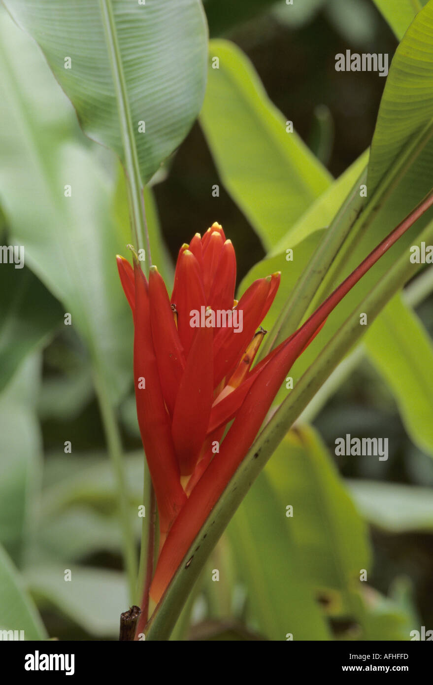 Scarlet banana Musa coccinea China Stock Photo - Alamy