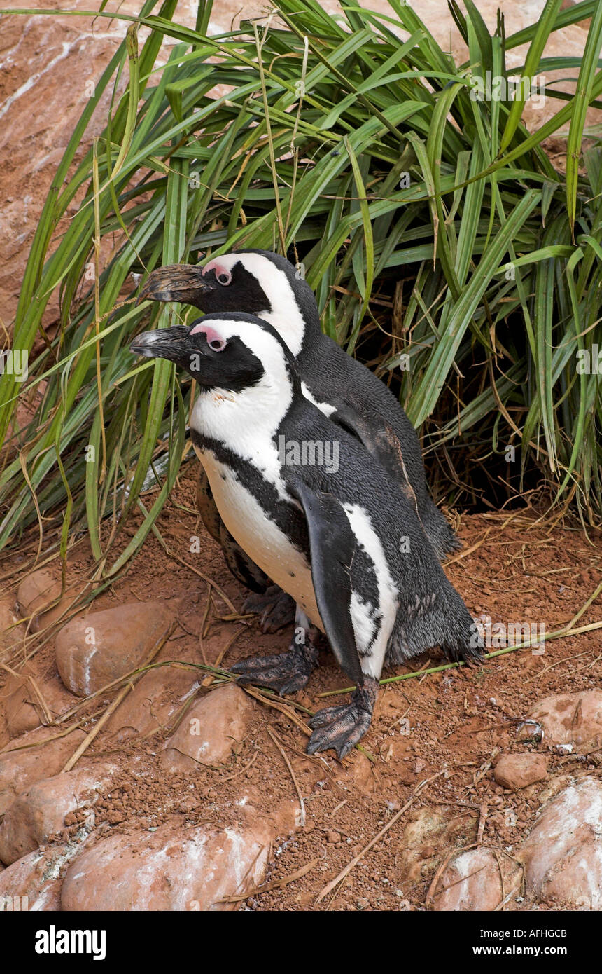 Penguin in captivity hi-res stock photography and images - Alamy