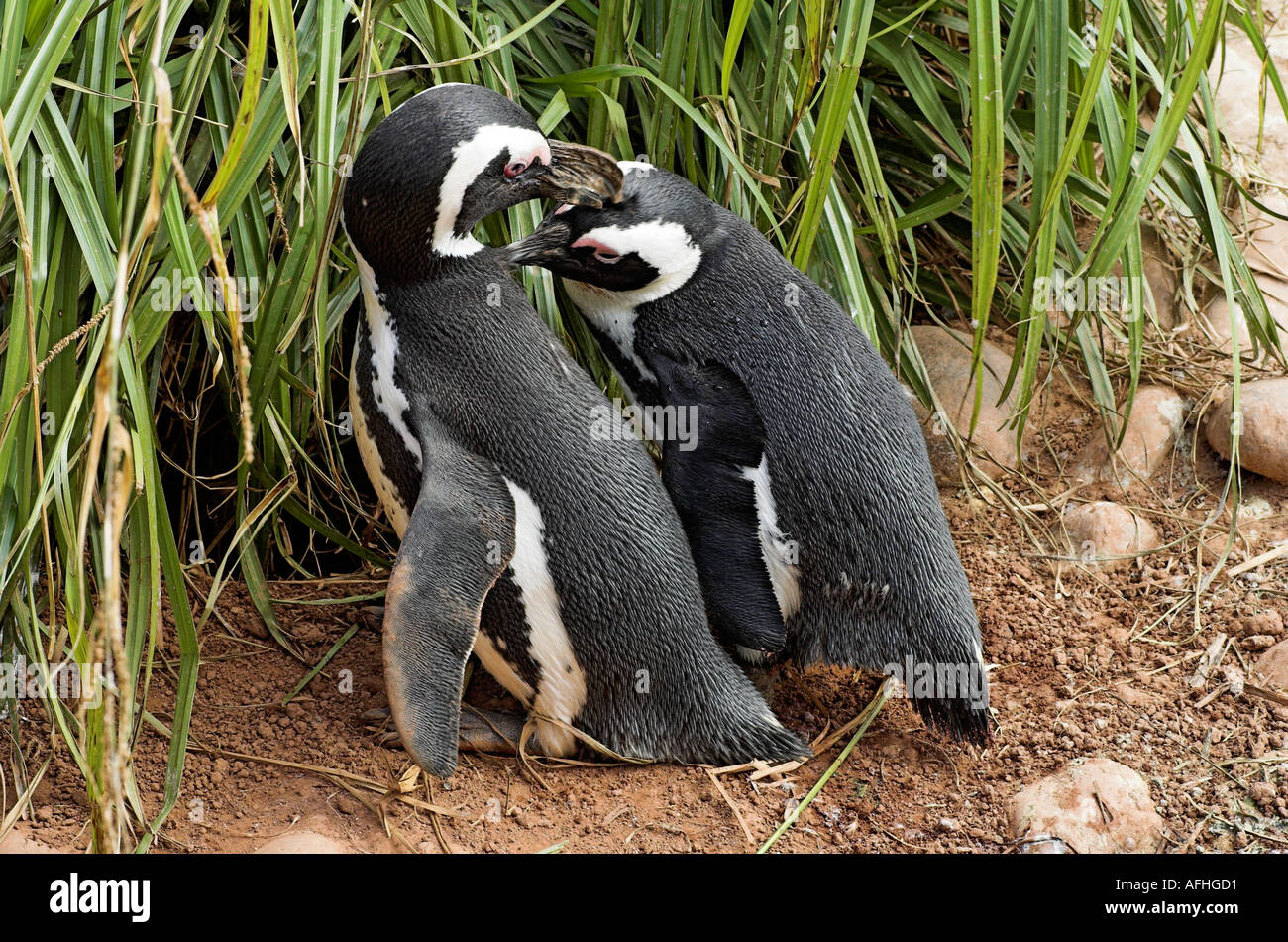 Webbed shelter hi-res stock photography and images - Alamy