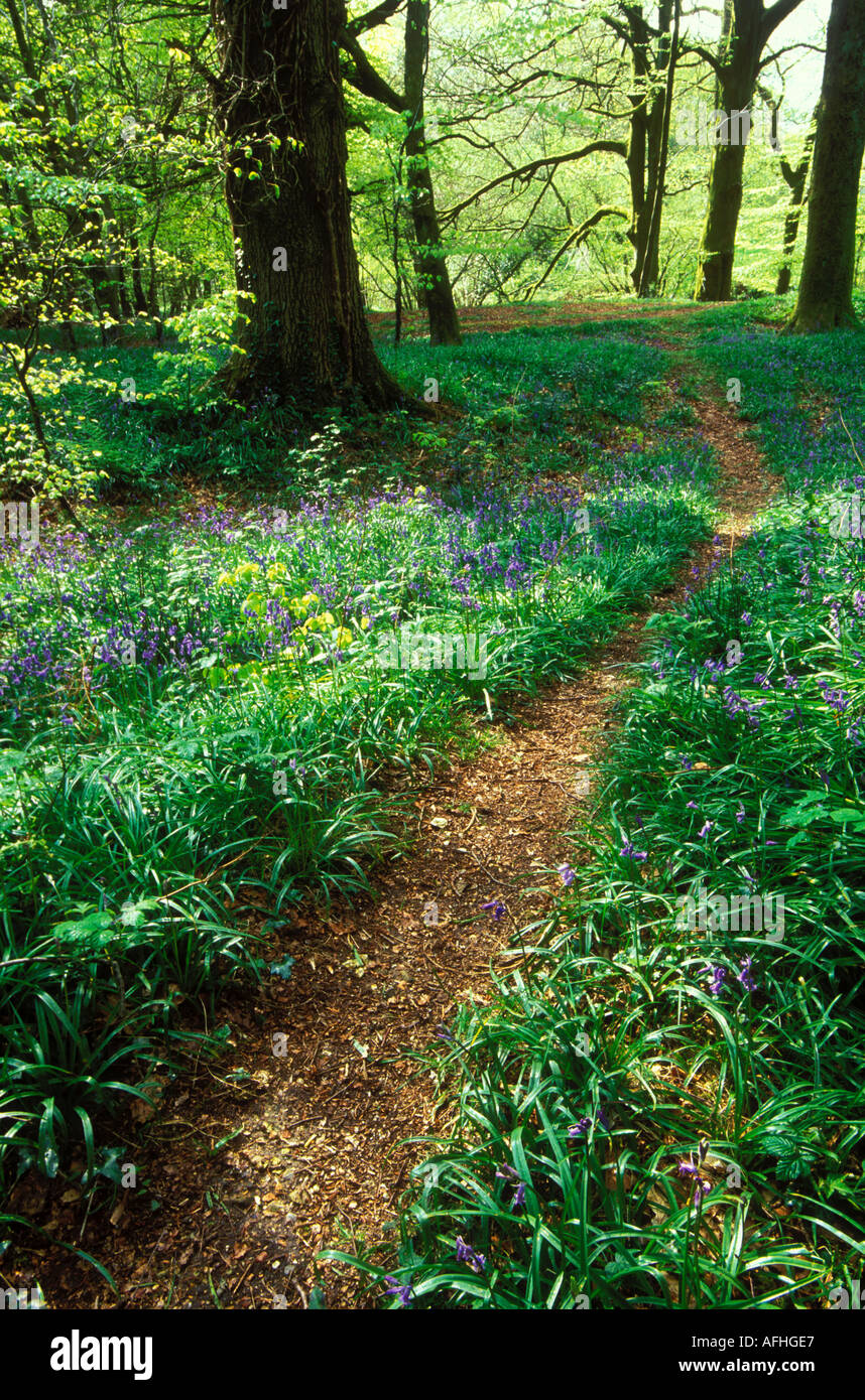 Puddletown hi-res stock photography and images - Alamy