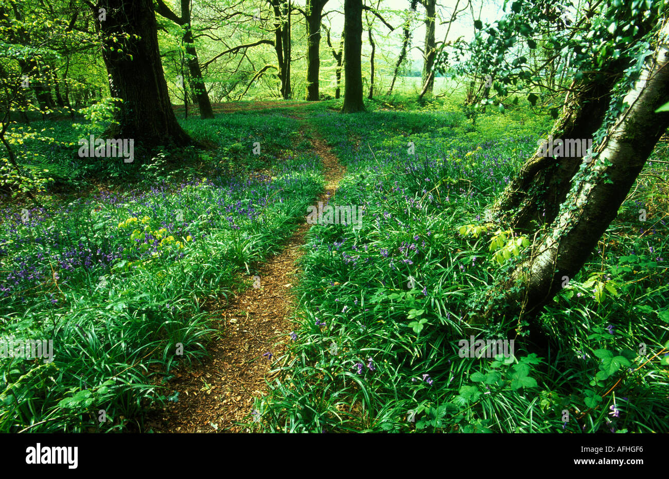 Puddletown in dorset hi-res stock photography and images - Alamy