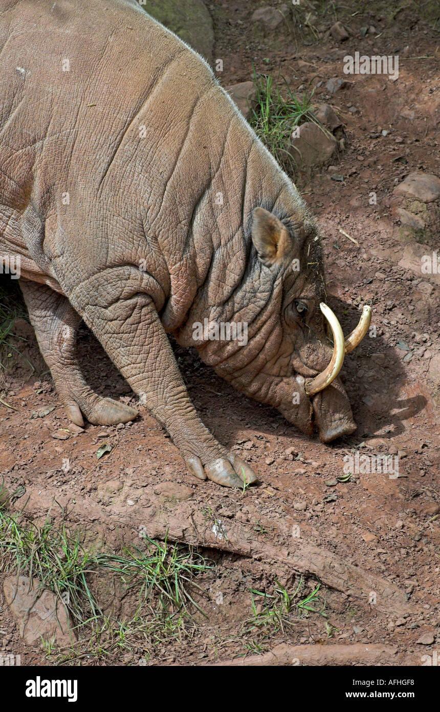 Babirusa Babyrousa babyrussa Sulawesi Stock Photo - Alamy