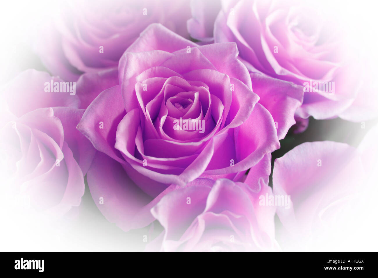 Purple Rose vignette Stock Photo - Alamy
