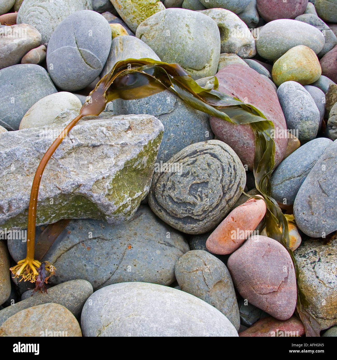 A piece of kelp washed up on Elgol Beach Isle of Skye Scotland Stock ...