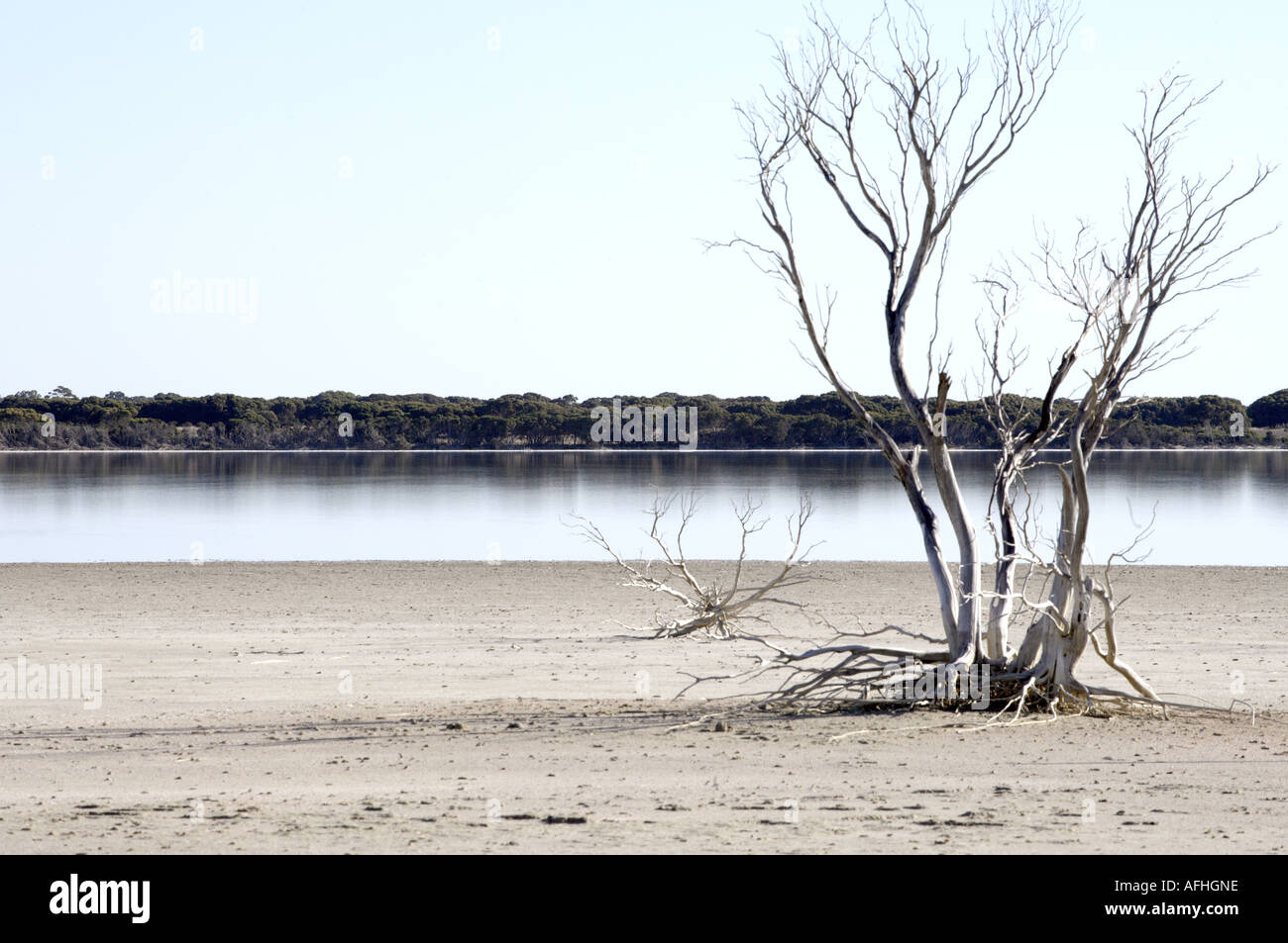 Dead Sea Tree Salt Island High Resolution Stock Photography and Images ...