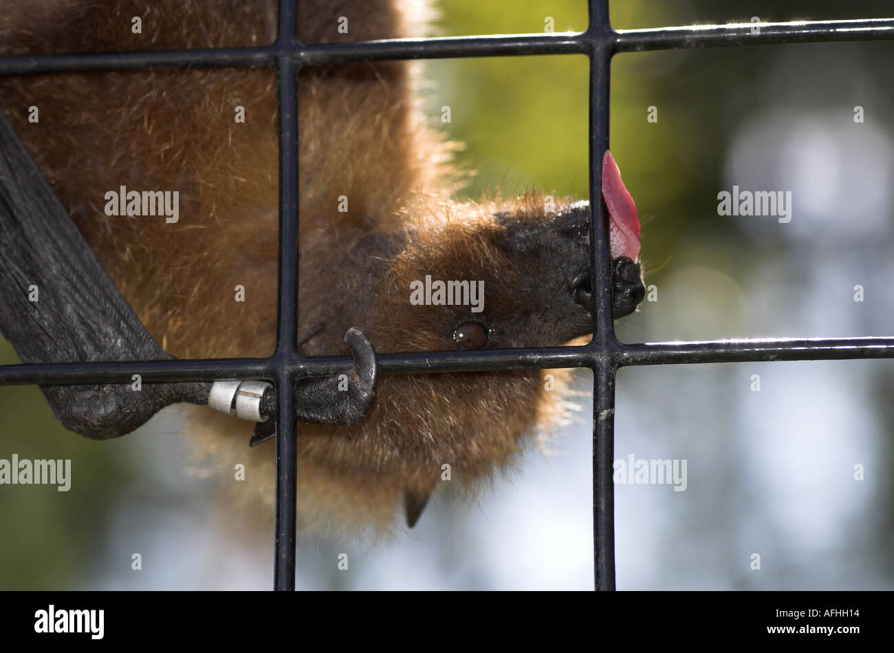 Rodricensis hi-res stock photography and images - Alamy