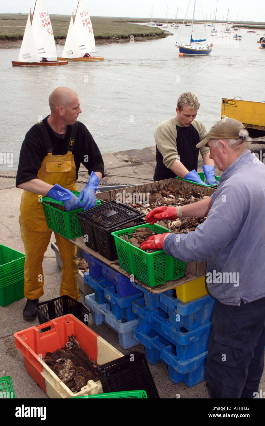 Crab and lobster sorting Stock Photo - Alamy
