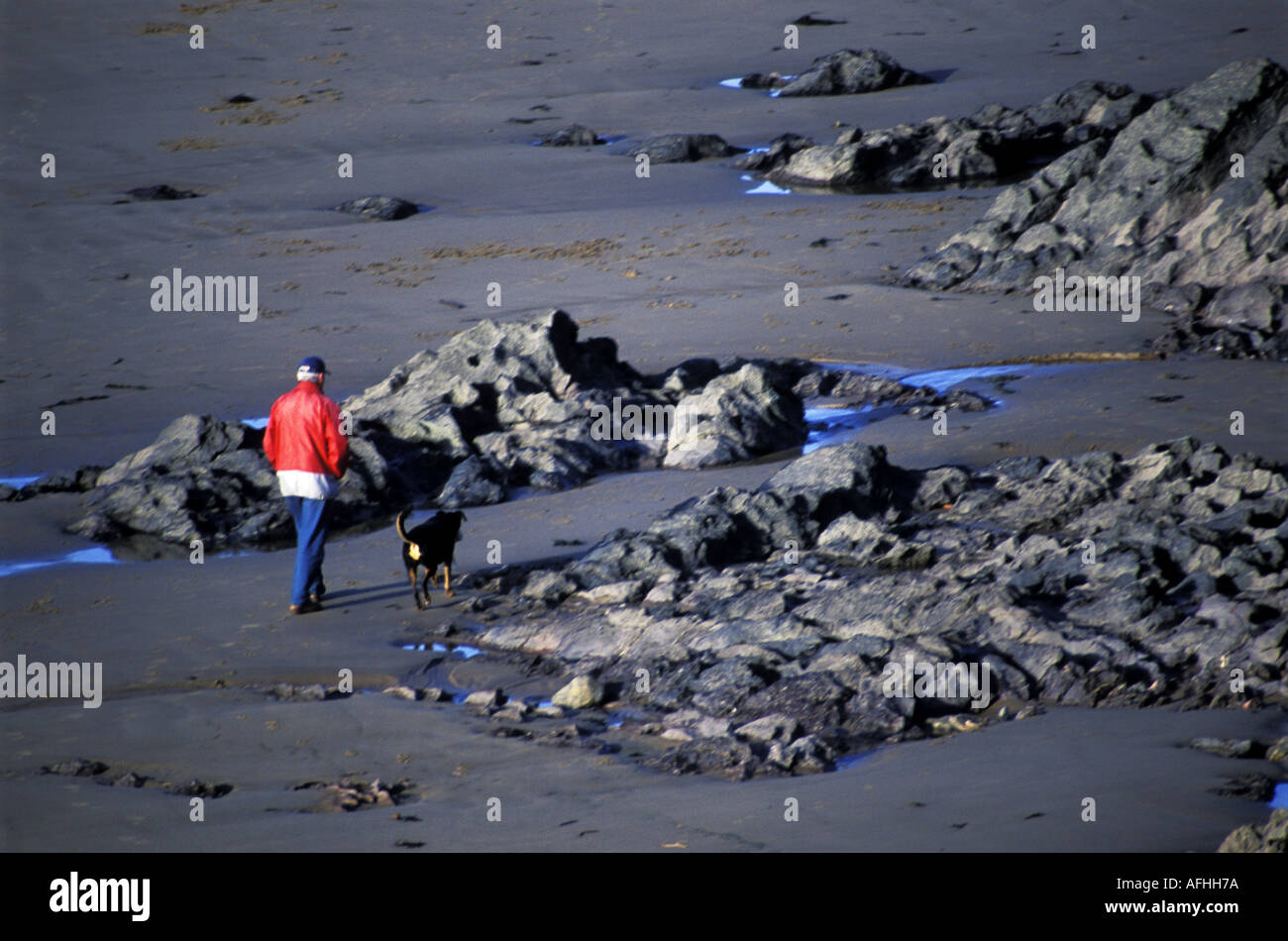 Man dog beach rocks exercise alone walk walking companion hi-res stock ...
