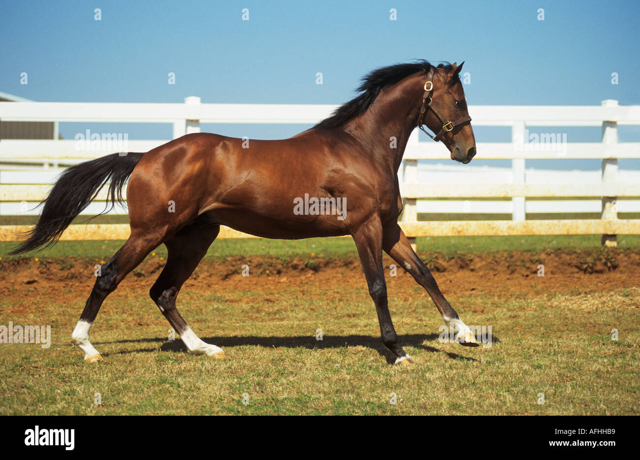 English thoroughbred horse hi-res stock photography and images - Alamy