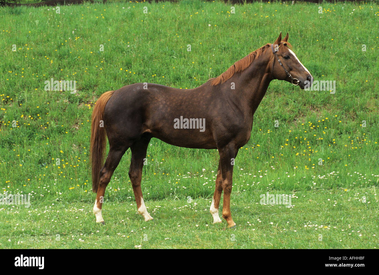 English whole blood hi-res stock photography and images - Alamy