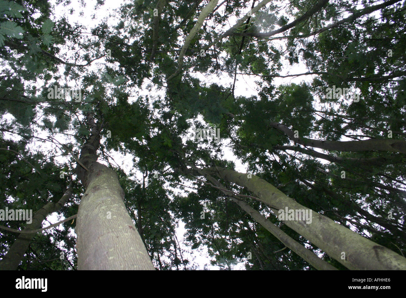 Sky tree reaching look up hi-res stock photography and images - Alamy