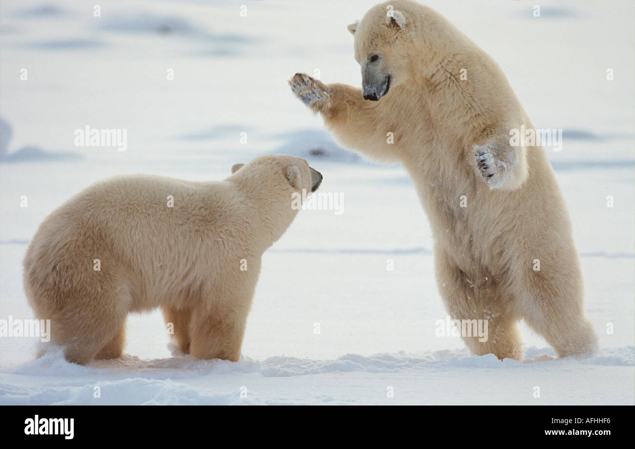 two polar bears - fighting / Ursus maritimus Stock Photo - Alamy