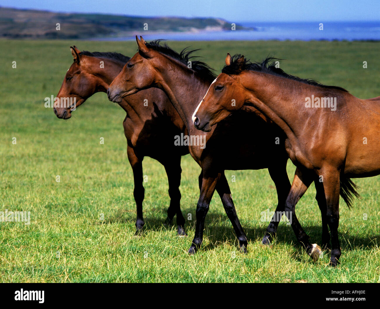 three English thoroughbred horses on meadow Stock Photo - Alamy