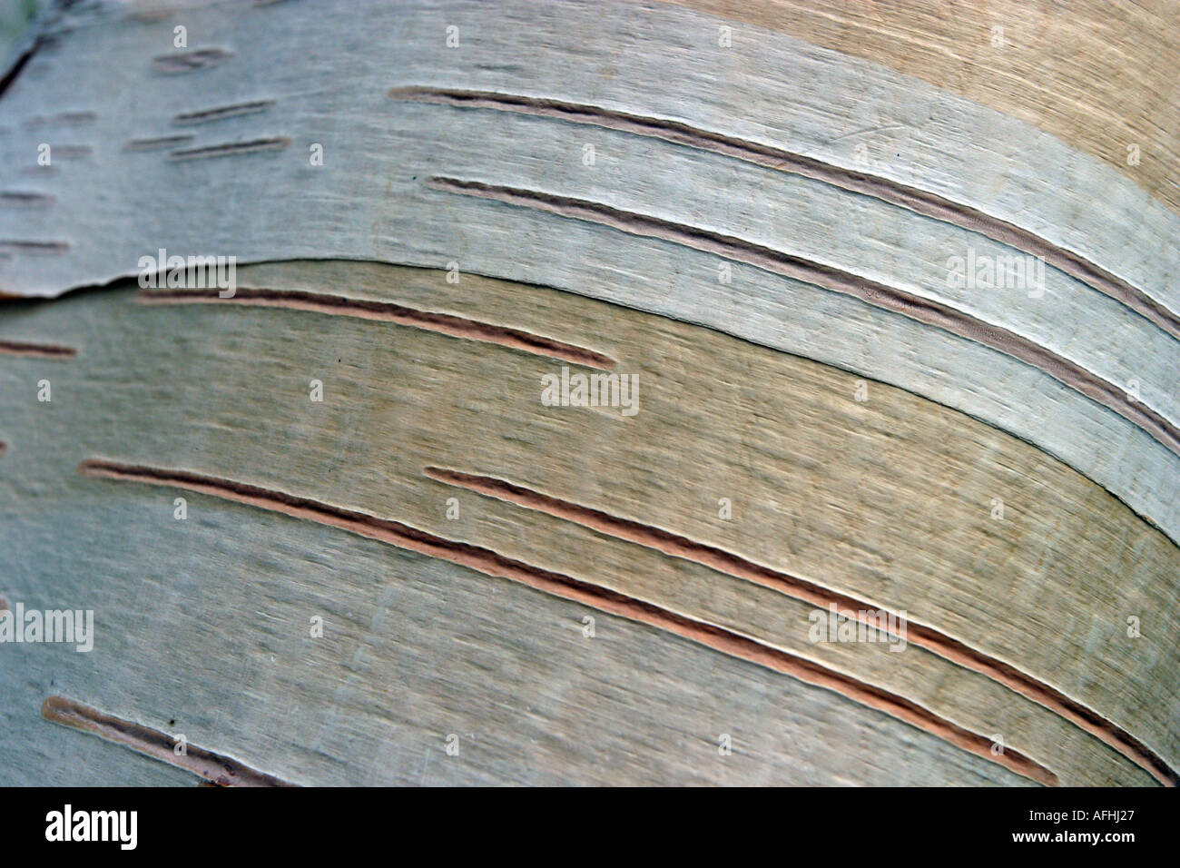 Tree Bark Detail Stock Photo - Alamy