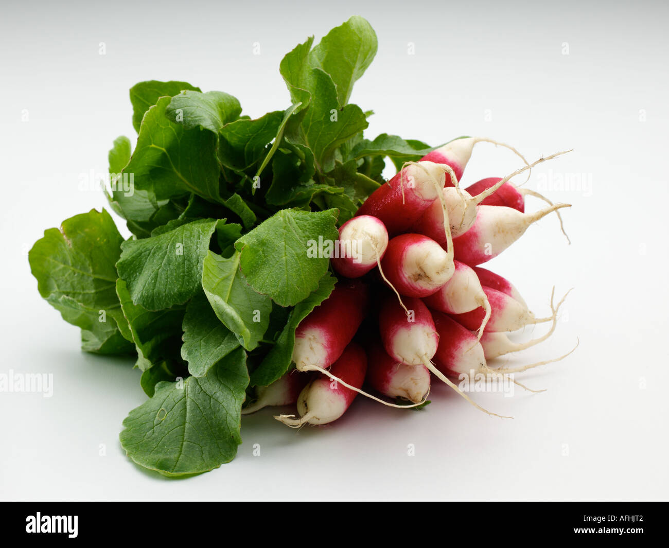 French breakfast radishes Stock Photo - Alamy