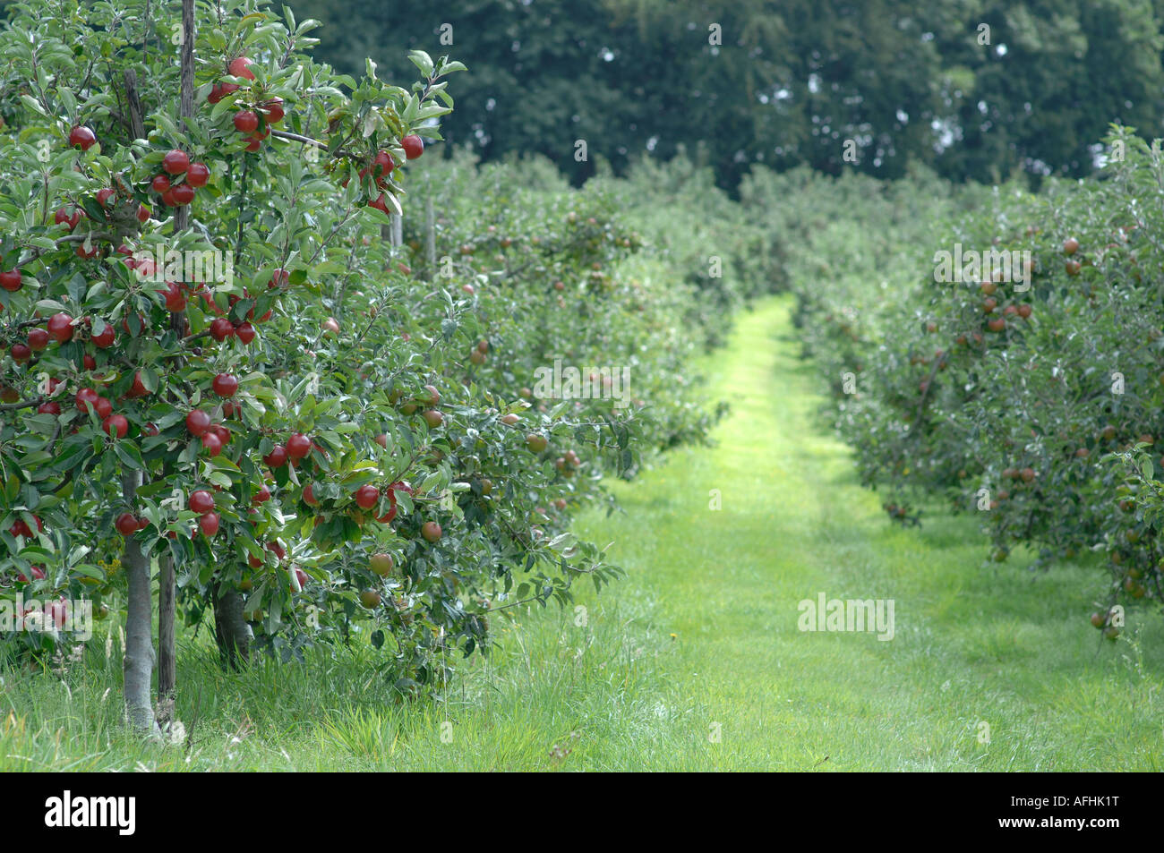 Apple orchard in Saltwood, Kent, England Stock Photo - Alamy
