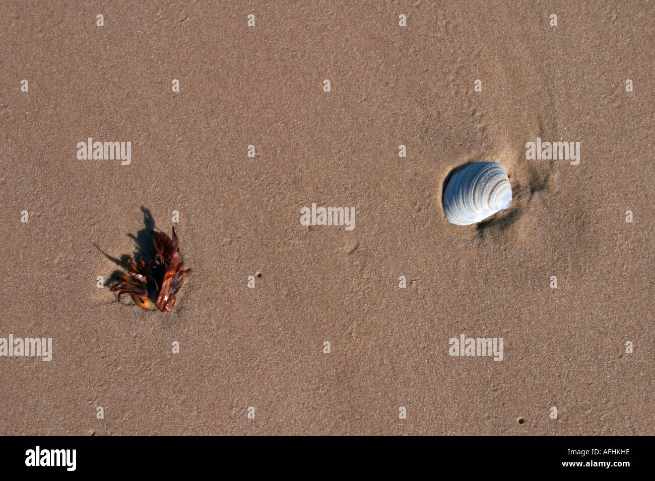 Seashell and seaweed on the beach Stock Photo - Alamy