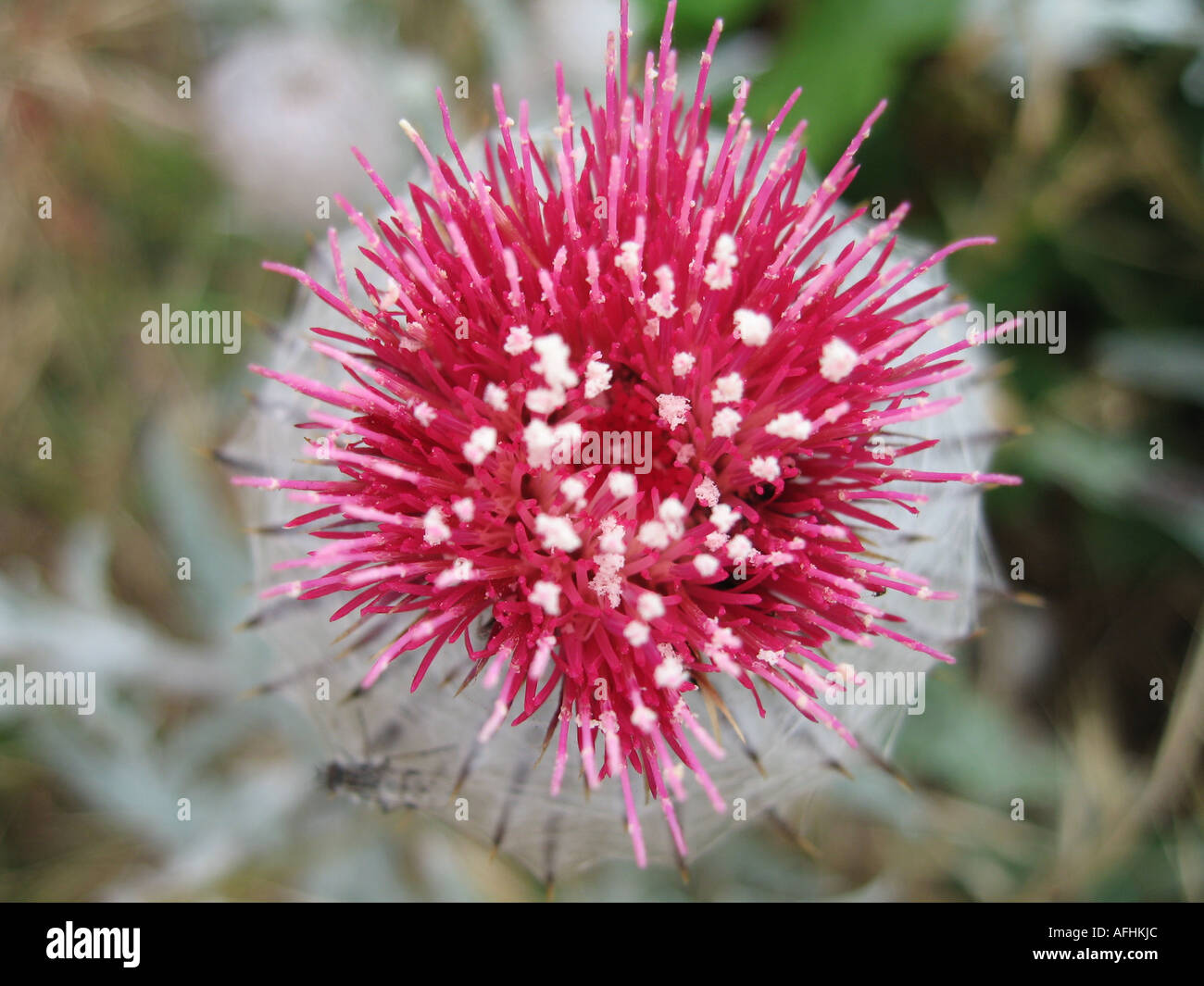 Wild flowers of Point Reyes National Shoreline, California, USA. A ...