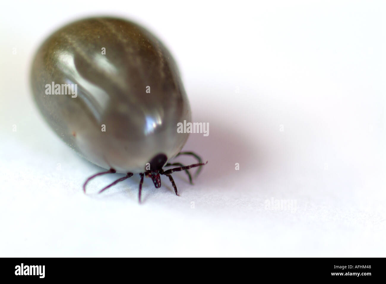Ticks leg hi-res stock photography and images - Alamy