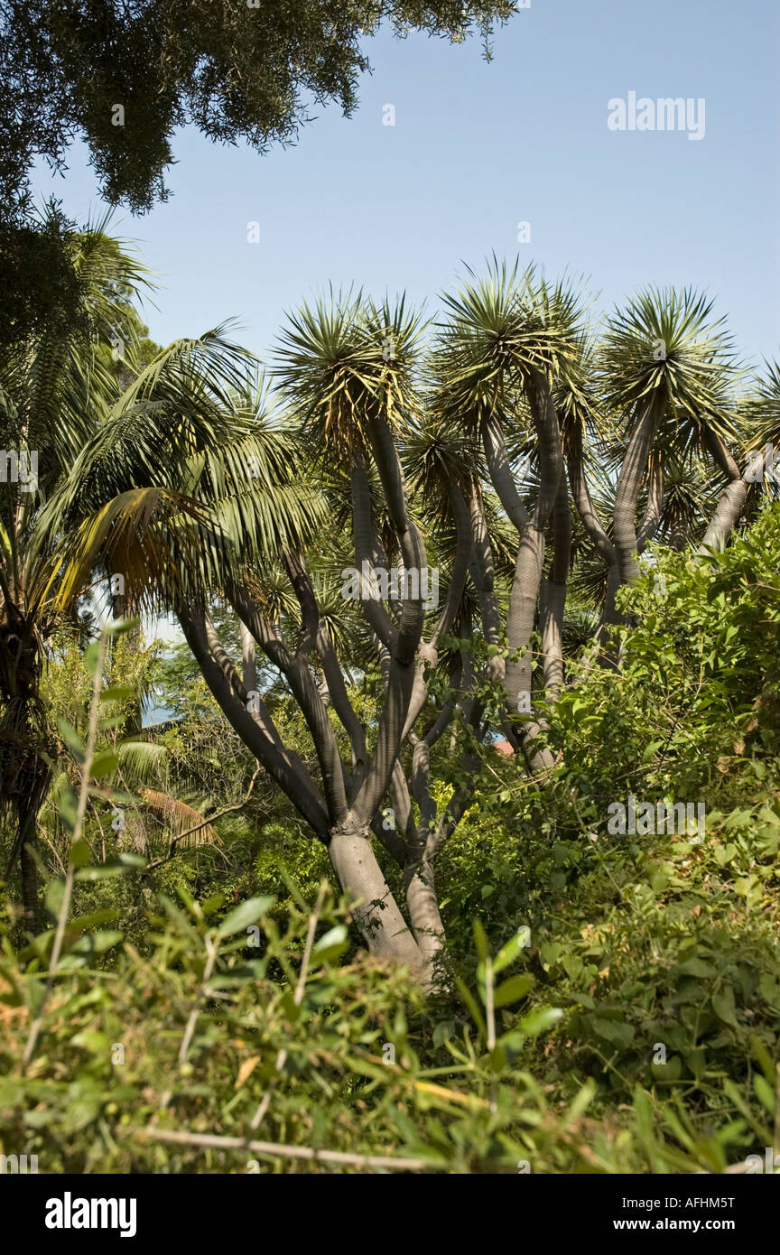 Tropical Palm Tree (Joshua Tree) in the Alameda Botanic Gardens ...