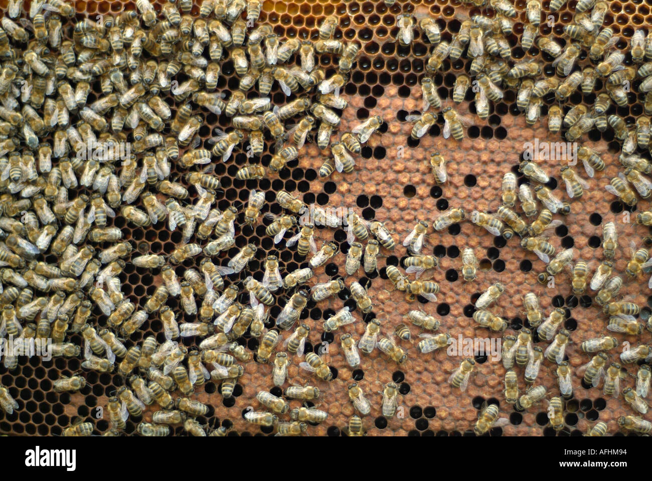 Honeycomb Covered in Honey Bees Stock Photo - Alamy
