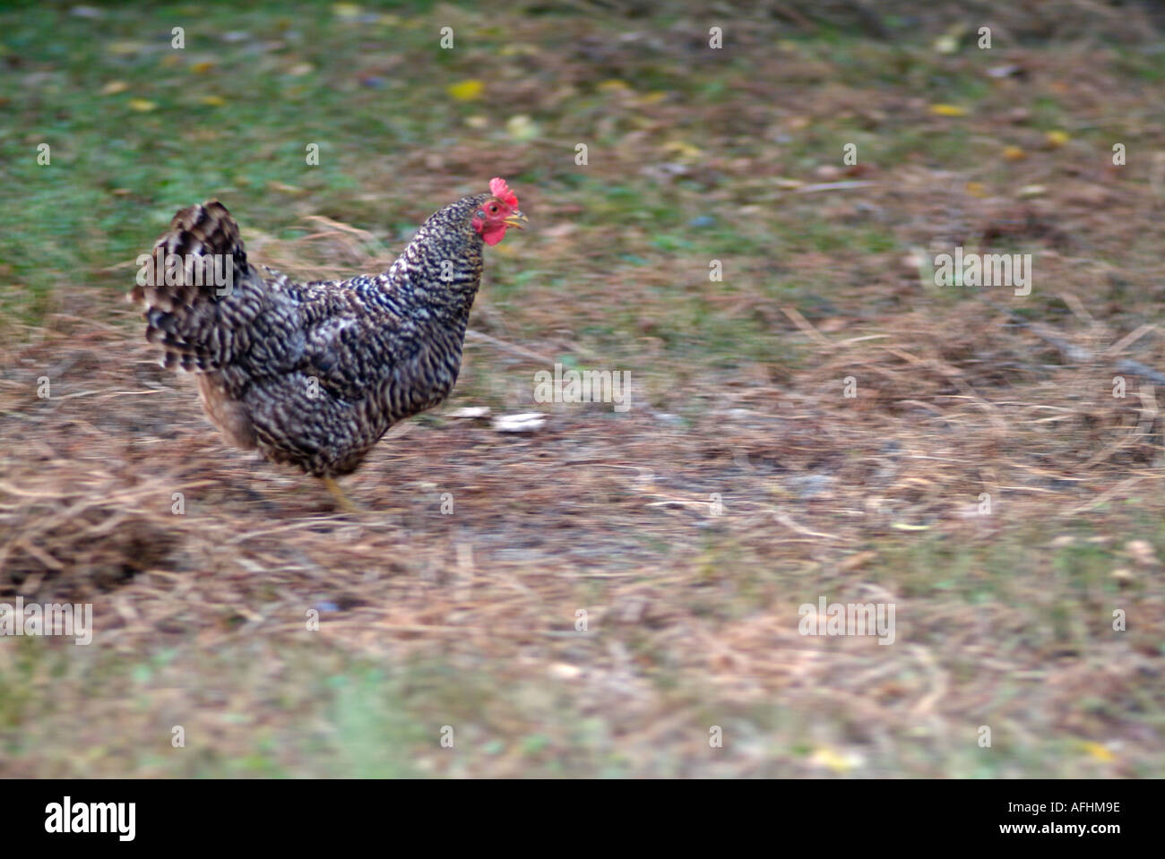 Chicken Running, Blurred Motion Stock Photo - Alamy