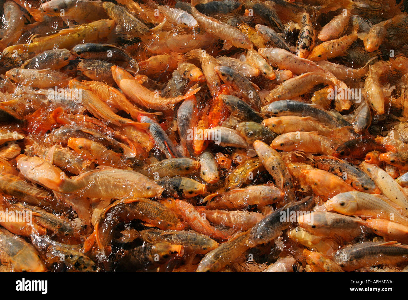 Perch lake hi-res stock photography and images - Alamy