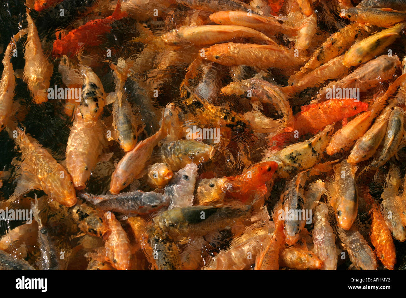Fish farming pen hi-res stock photography and images - Alamy