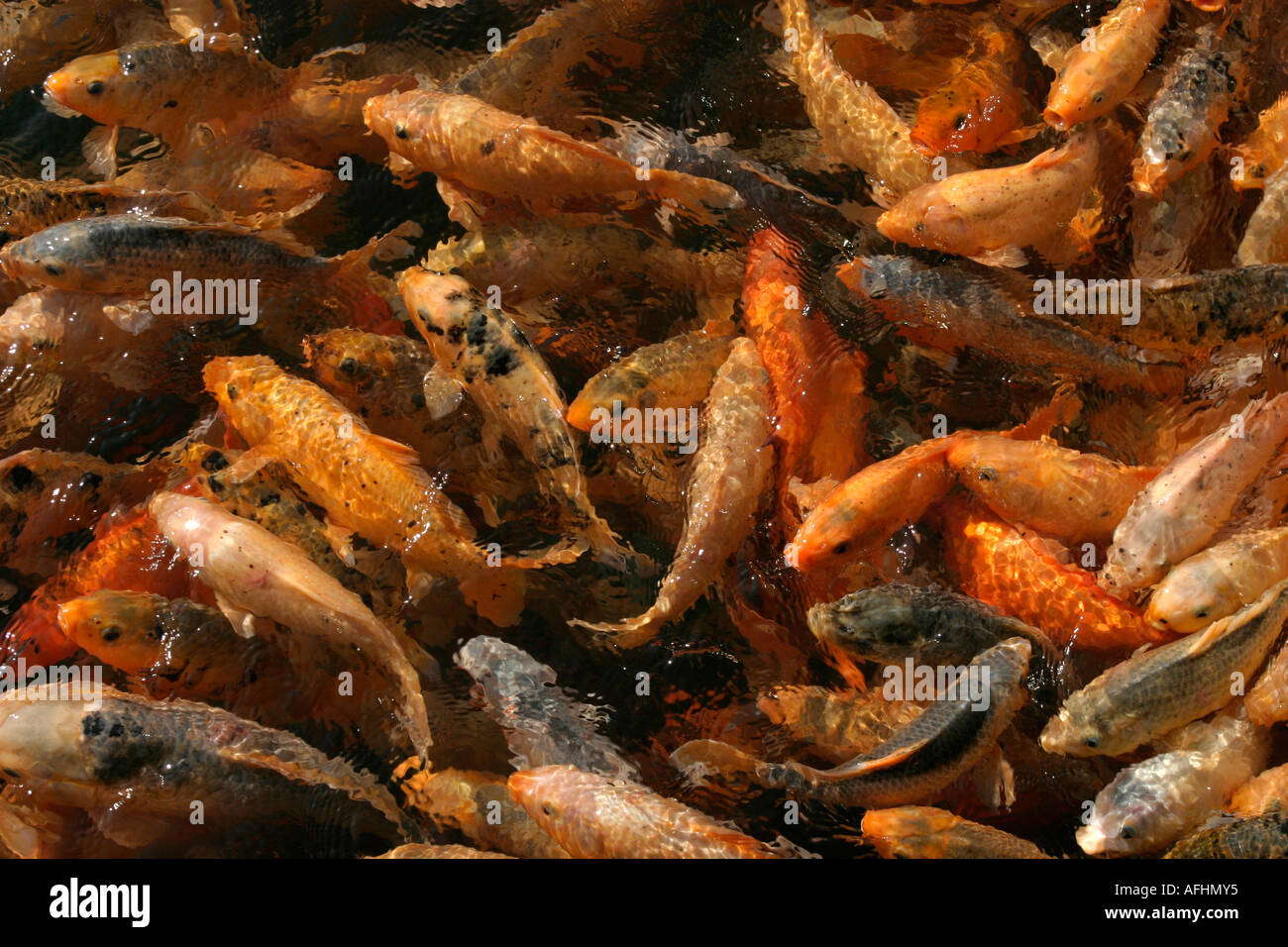 Fish farming pen hi-res stock photography and images - Alamy