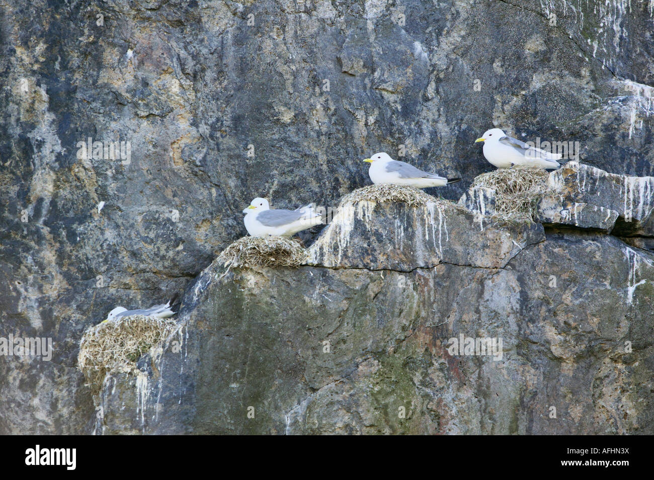 Kittiwakes nesting on stepped ledges Ona Sandoy More og Romsdal Norway ...