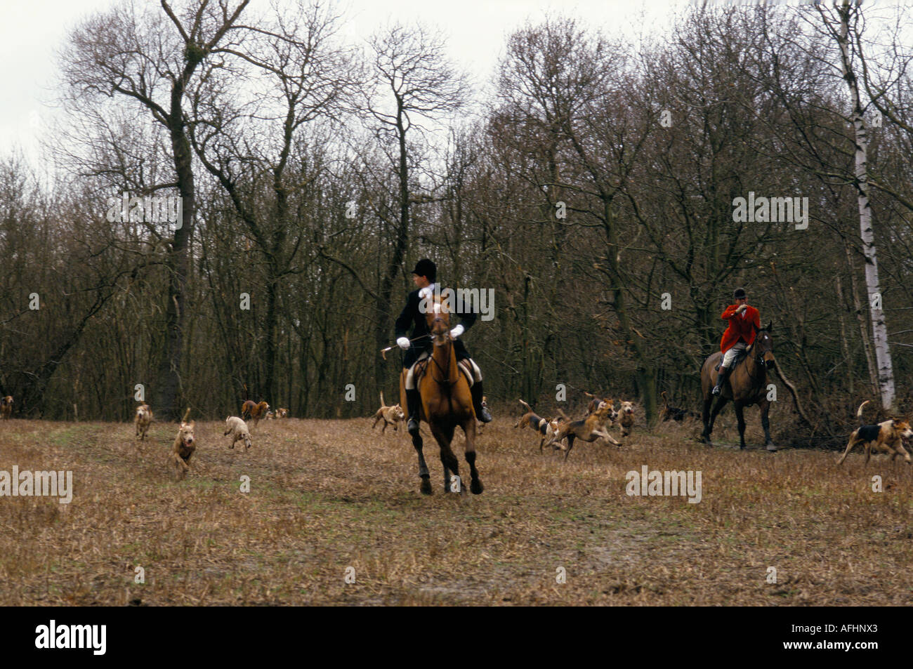 Huntsman blowing horn hi-res stock photography and images - Alamy