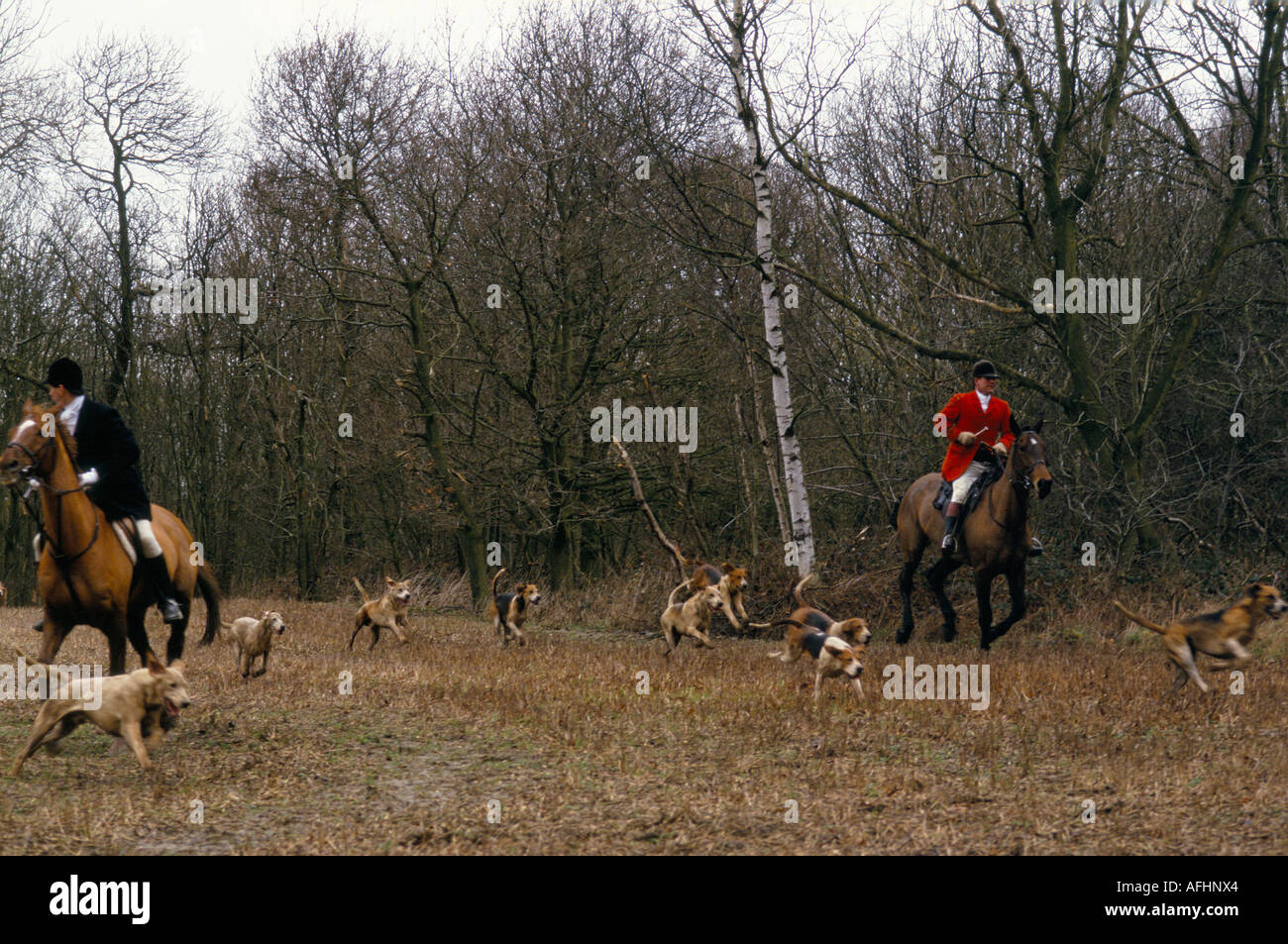 On the trail of a fox Stock Photo - Alamy