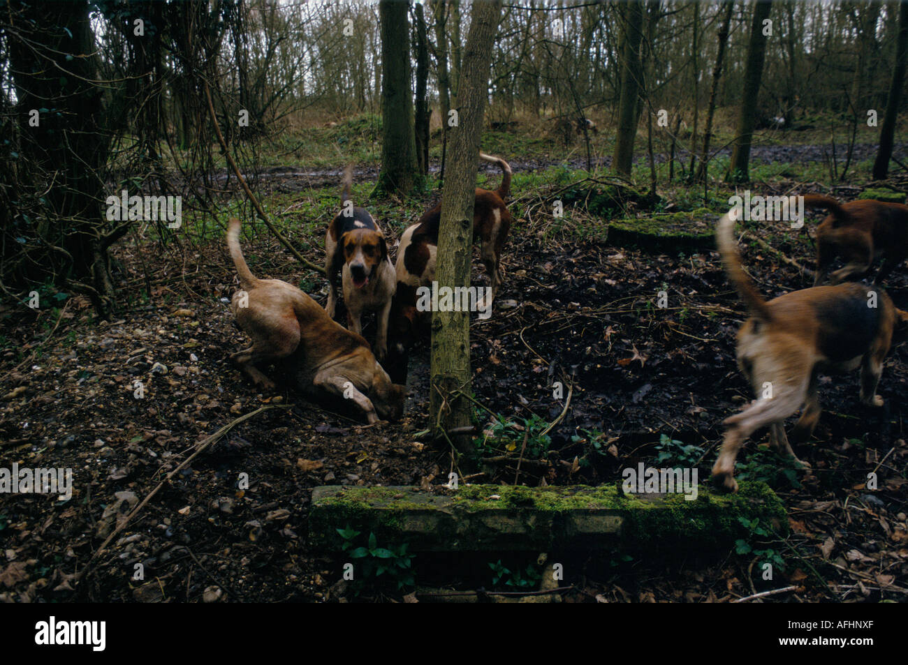 Beagle hunt hi-res stock photography and images - Alamy