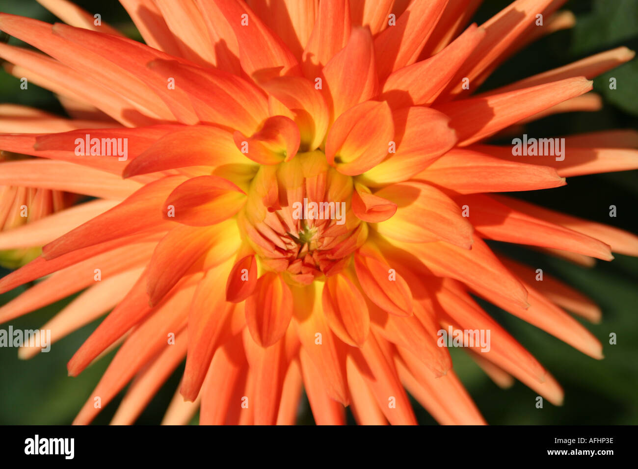 Dahlia Orange Flower Stock Photo - Alamy