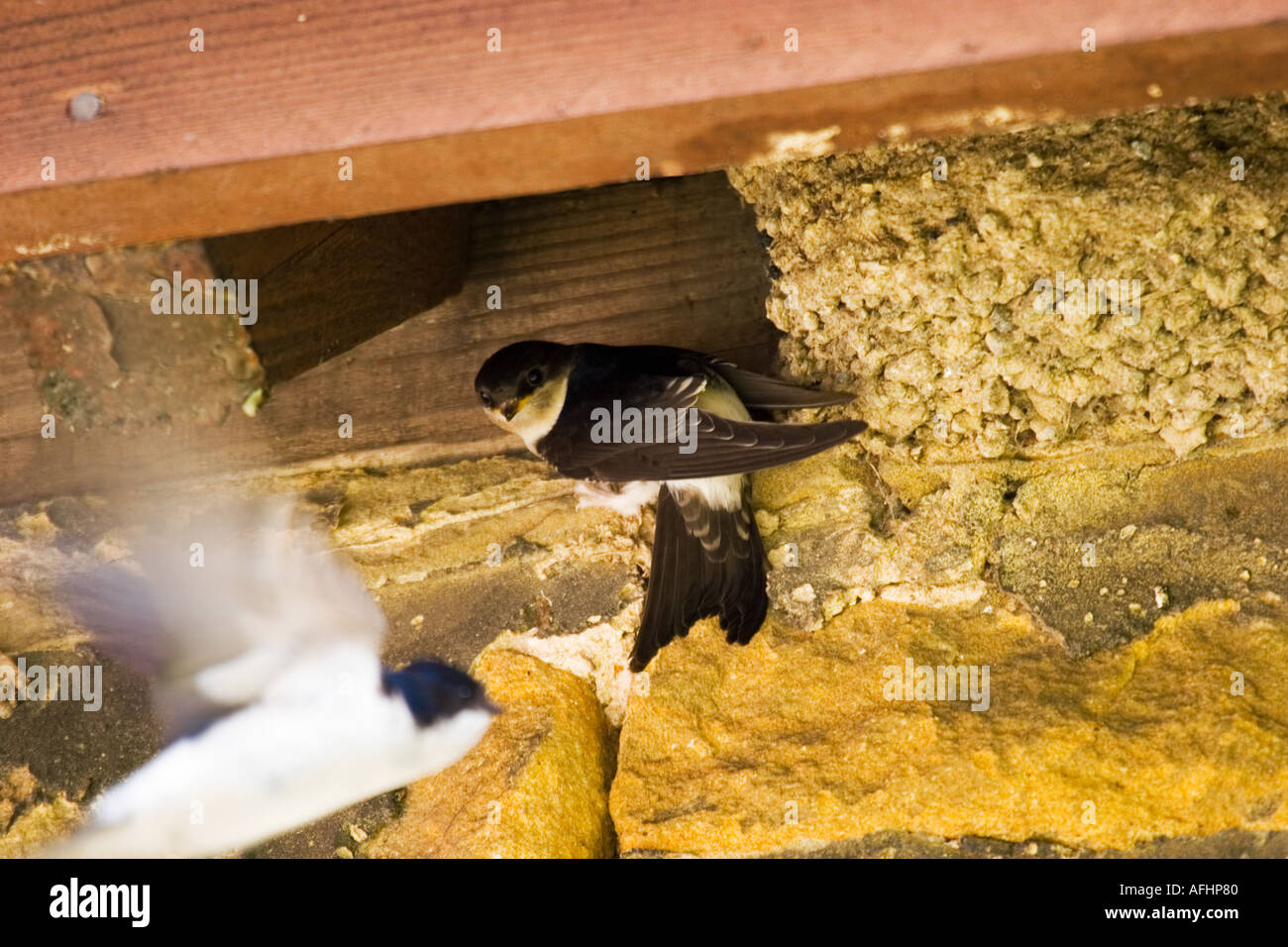 House martins eaves hi-res stock photography and images - Alamy