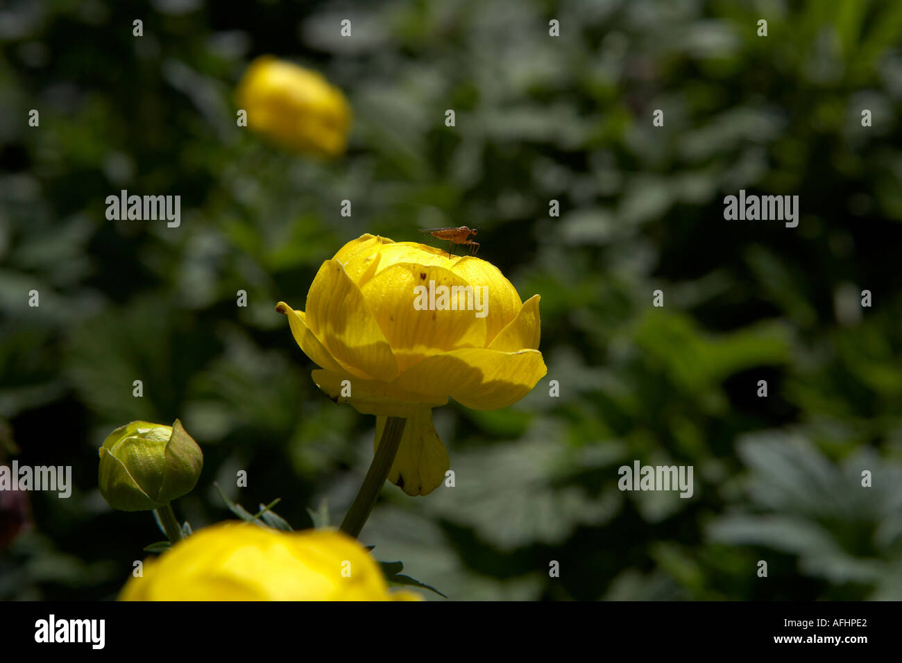Trollius europaeus malham hi-res stock photography and images - Alamy