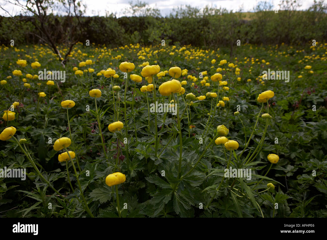 Trollius europaeus malham hi-res stock photography and images - Alamy