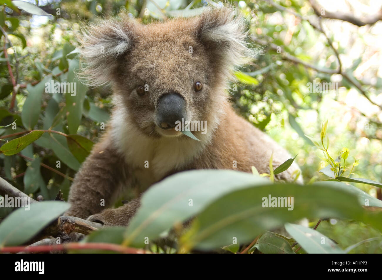 Hungry koala hi-res stock photography and images - Alamy
