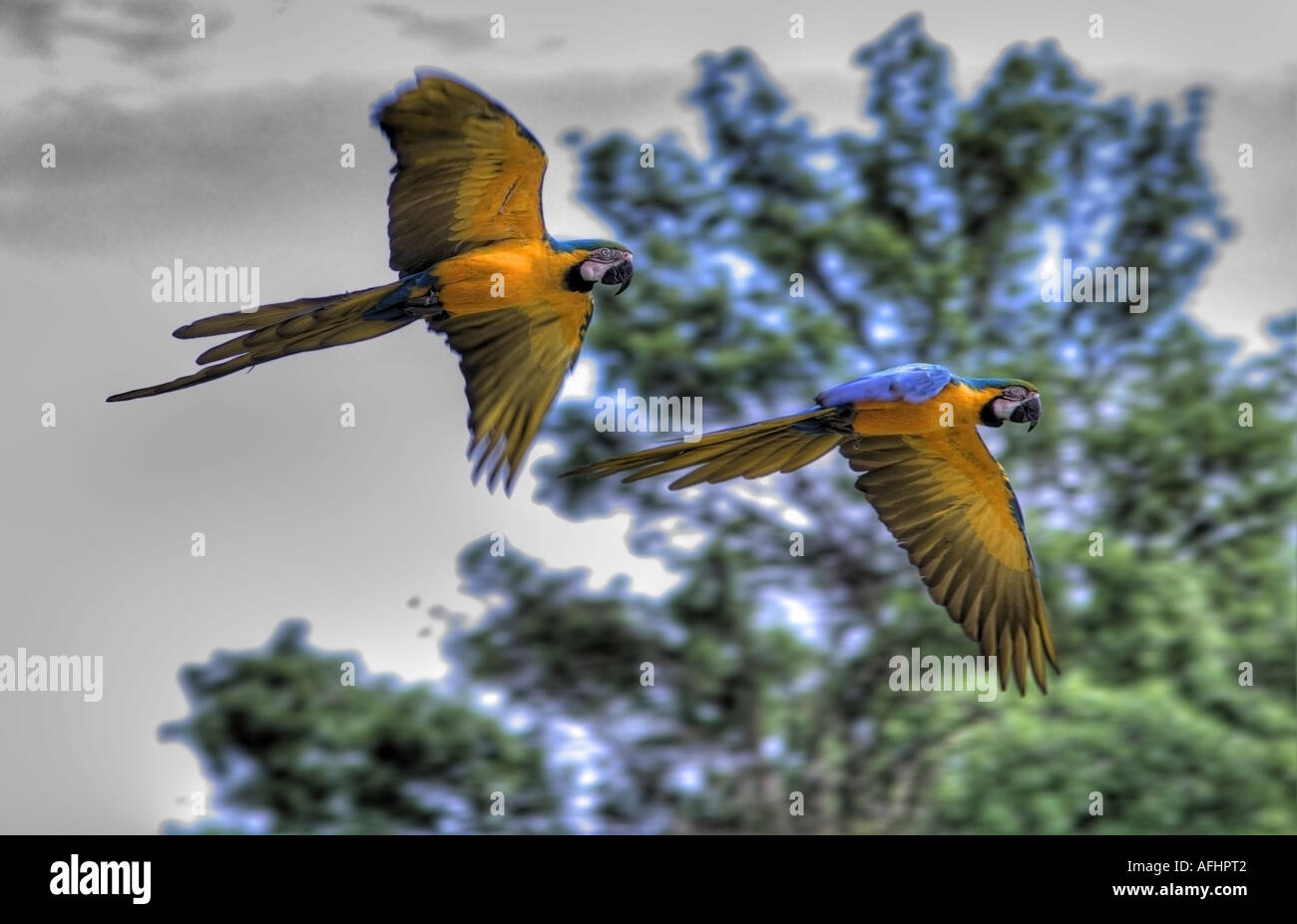 Exotic birds in flight Stock Photo - Alamy
