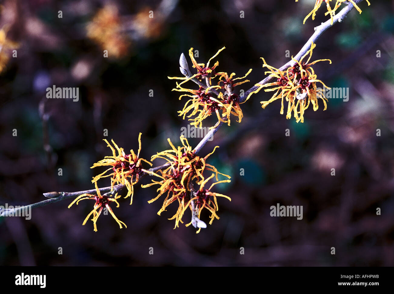 Witch hazel hamamelis flowering in an English garden UK Stock Photo - Alamy