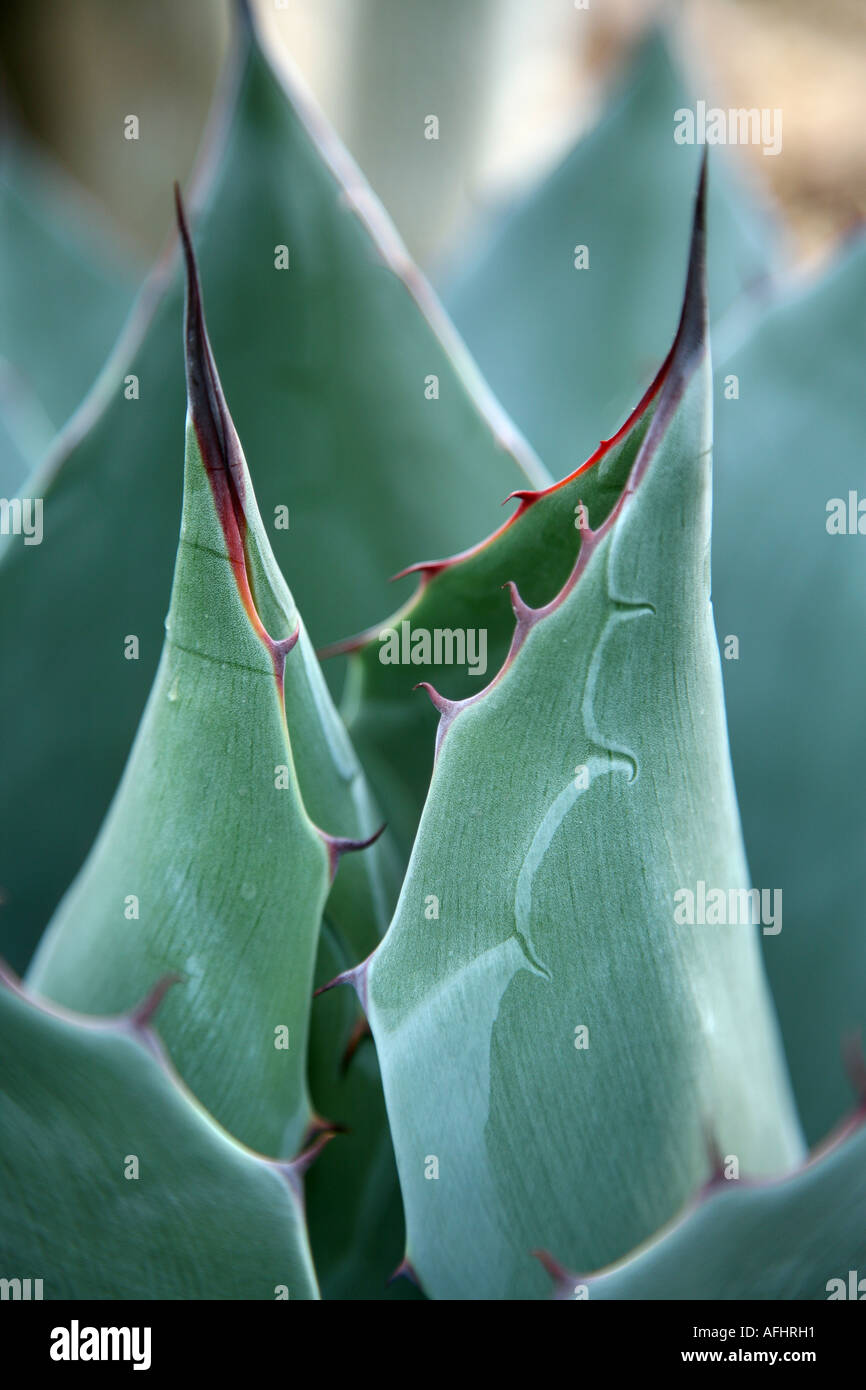 Agave colorata hi-res stock photography and images - Alamy