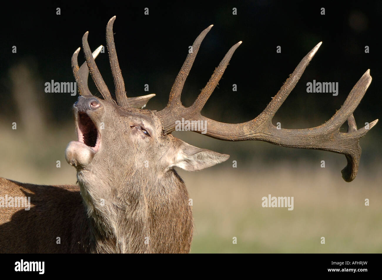 A male red deer ( stag) during the rutting season in the U.K Stock ...