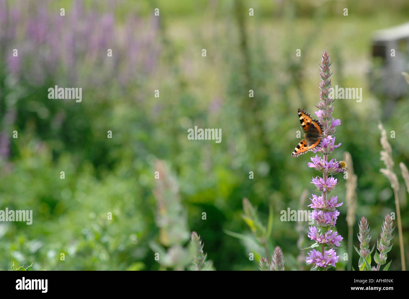 Wild meadow in Kent, England Stock Photo - Alamy