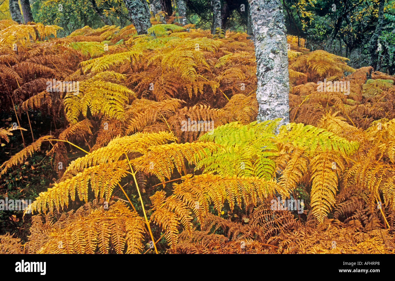 Bracken (Pteridium aquilinum), in Autumn/Fall, Highland, Scotland, UK ...