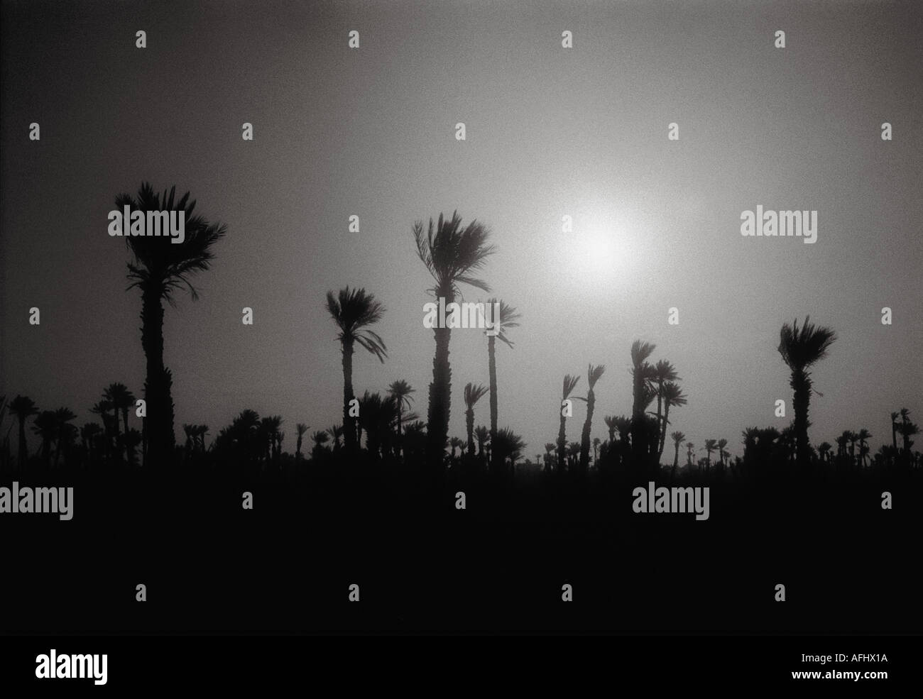 Palm Trees in Morocco Silhouetted Against Sunset Sky Stock Photo - Alamy