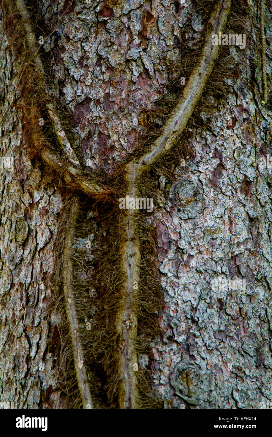 Moss covered vine on tree trunk Stock Photo - Alamy