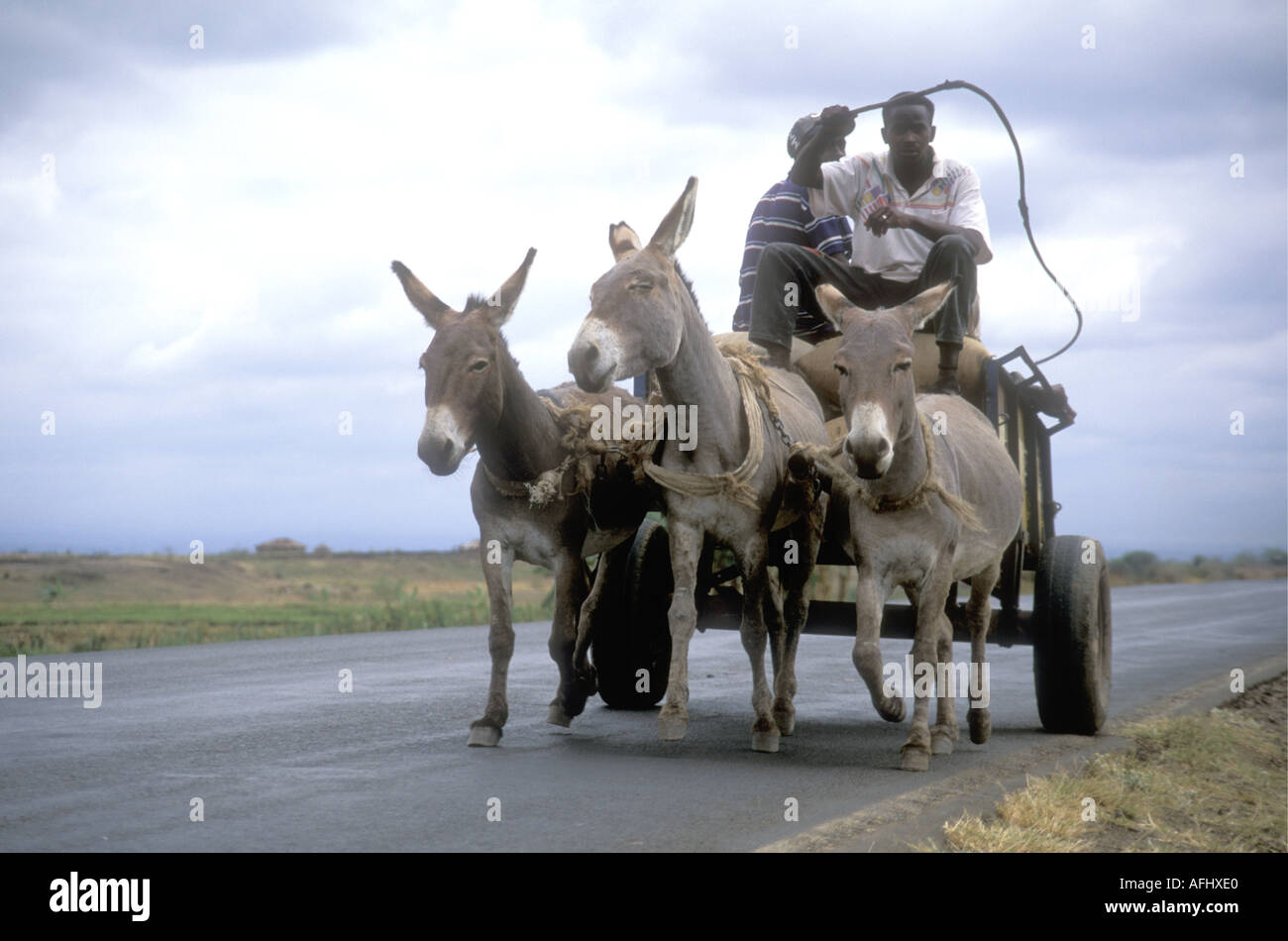 Three donkeys pulling a cart loaded with sacks of rice Meru District ...