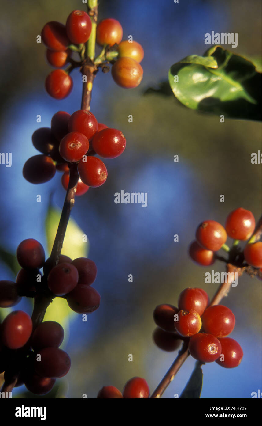 Ripe red ROBUSTA coffee berries near Arusha northern Tanzania East ...